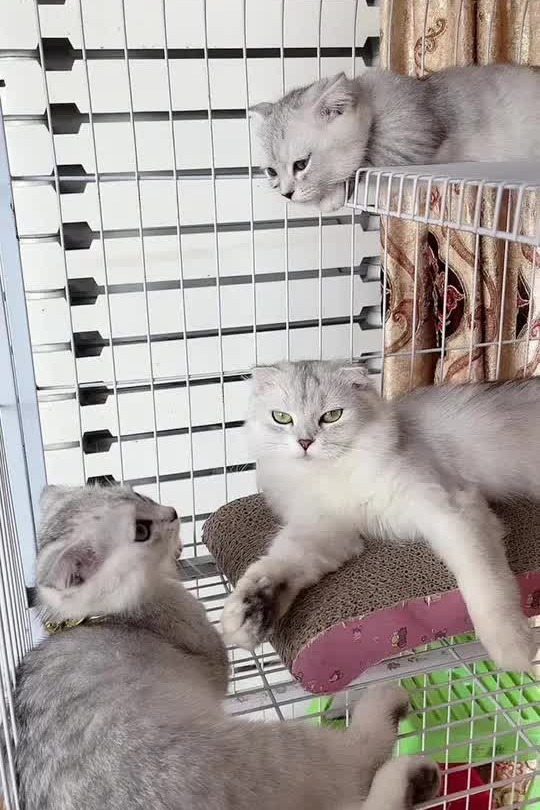 捕猫神器4.0没抓到猫反而抓到狗了