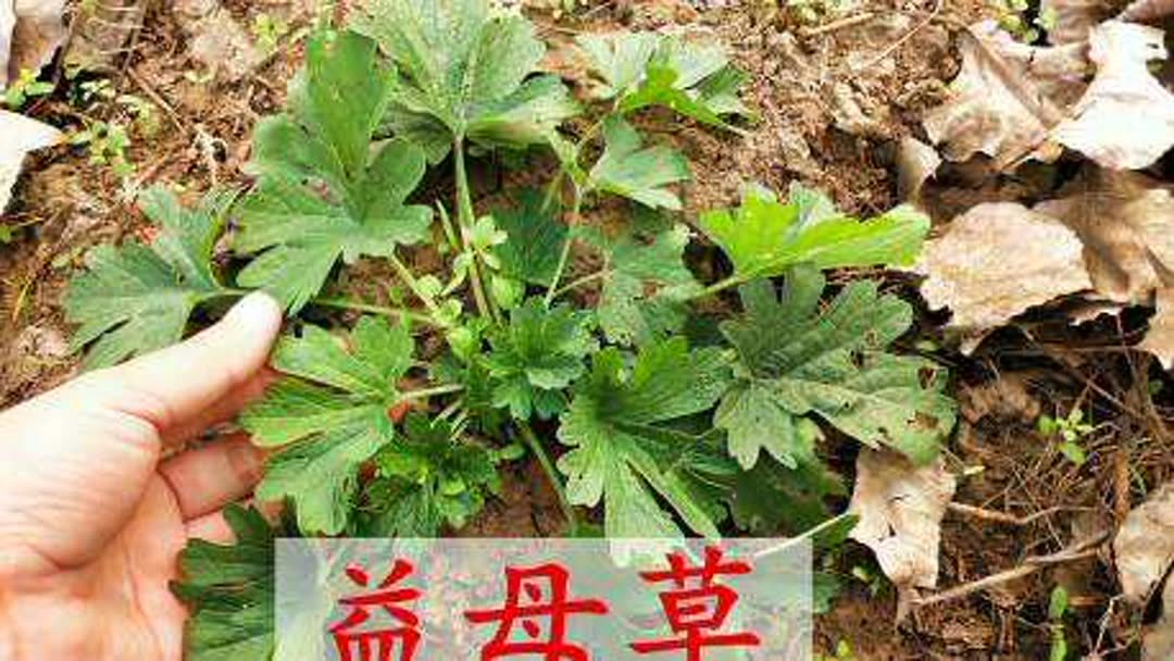 益母草煮水,原来它的价值这么好,到底有哪些用途?