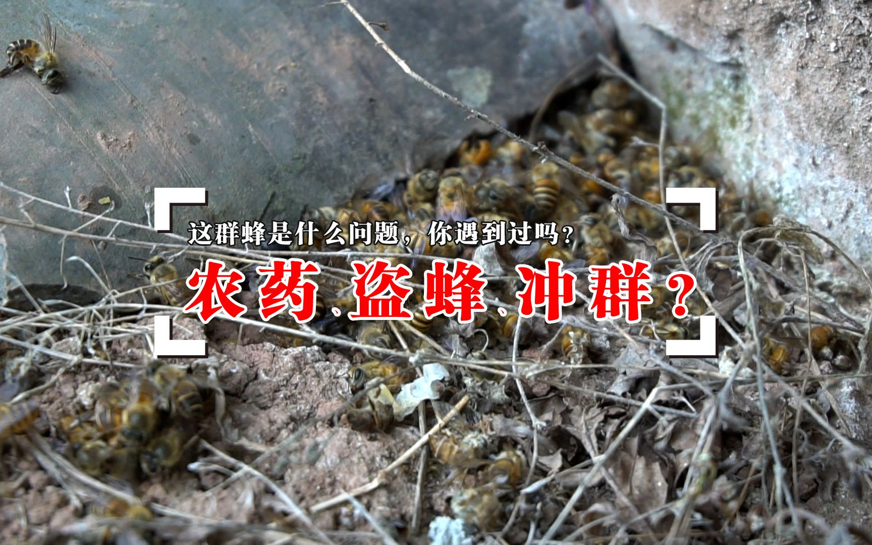 蜜蜂死一地,是打农药、盗蜂、冲群?什么原因了解下