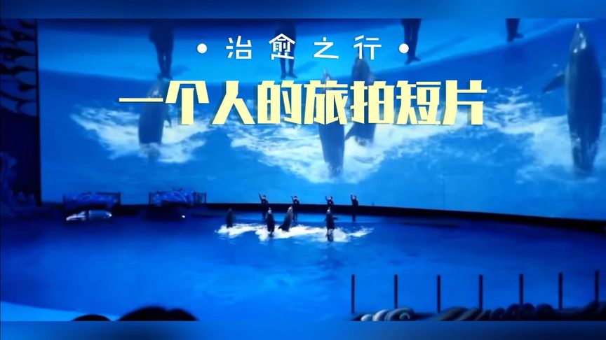 海洋馆看可爱的海豚表演