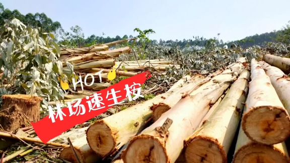 林场砍伐速生桉,一家三口去蹭点树枝当柴火,还好是熟人不然收费
