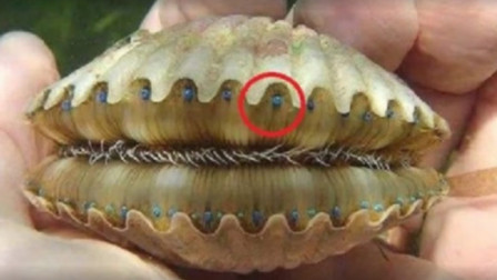 扇贝用显微镜放大100倍后,竟发现200多双眼睛!简直无法接受!