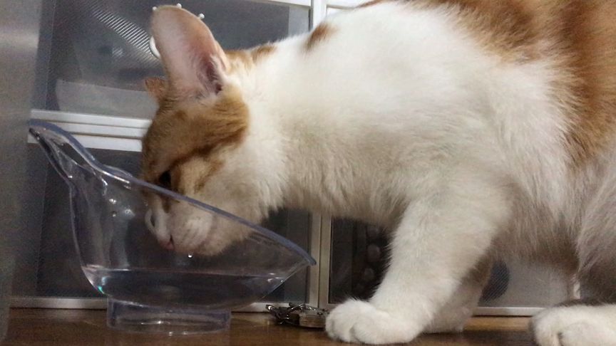 猛虎喝水,咕咚咕咚…秋冬季节,要多喝水哟ߤ