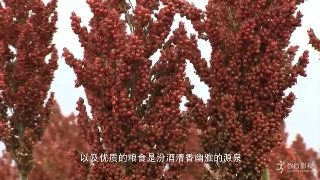 汾酒宣传片 酒水宣传片