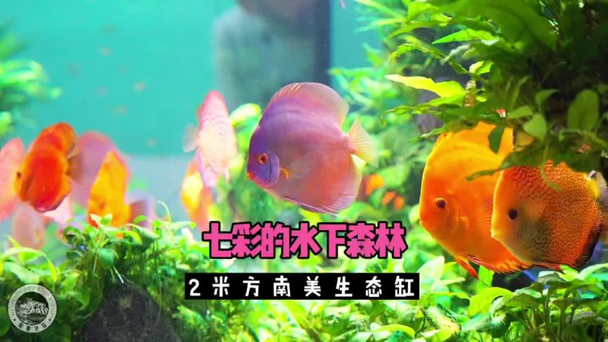 2米方南美生态缸,七彩的水下森林#南美缸 #南美缸造景 #水草造景