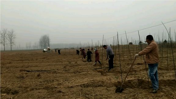 疫情要过去,冒雨植树造林,美化乡村,造福子孙后代