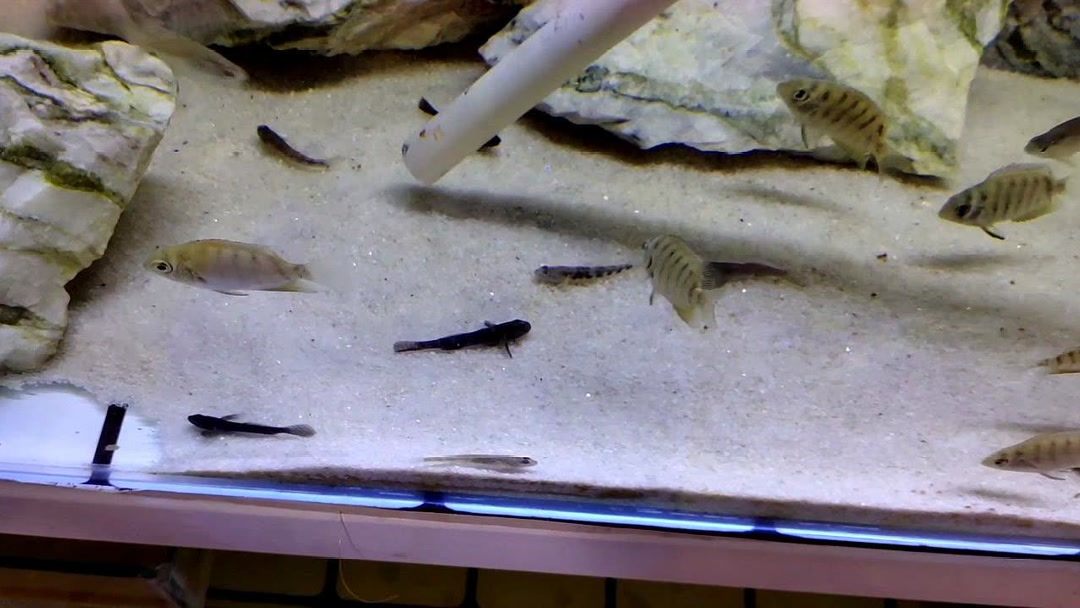 小菠萝鱼缸底部粪便一夜消失,给它们抽底换水,应该如何操作?