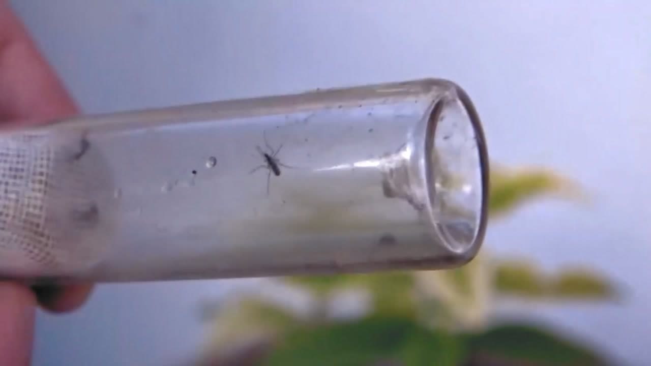 别看这是小小一只蚊子,传播病毒全靠它,你想象不到的可怕!