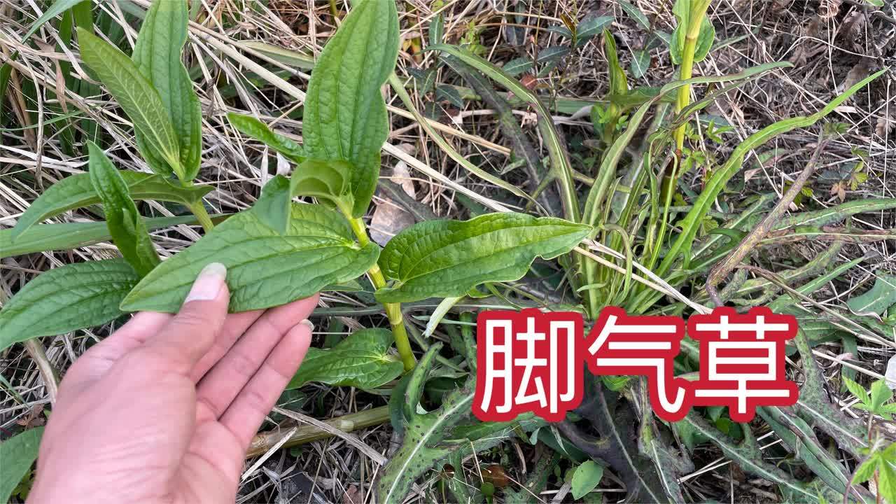 水沟边生长的塘边藕,老人们叫脚气草,赶紧来认识下