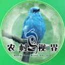 农村鸟视界 