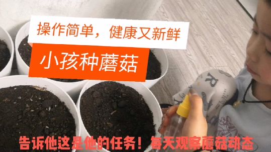 和孩子在家种蘑菇,健康又新鲜,操作很简单哦