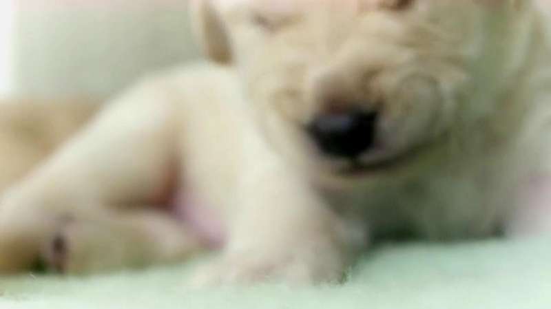 狗狗的鼻子灵敏大家都知道,但他们的视觉和听力怎么样呢?