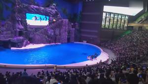 《海豚表演》小海豚向观众打招呼,看小海豚如何完成演出08