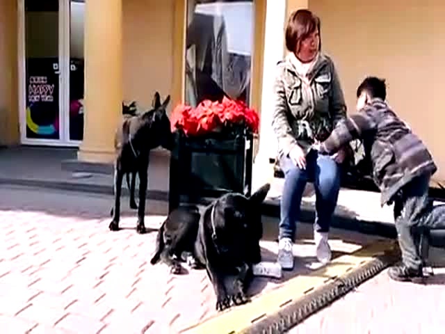 周末赛特奥莱遛狗-墨界黑狼犬