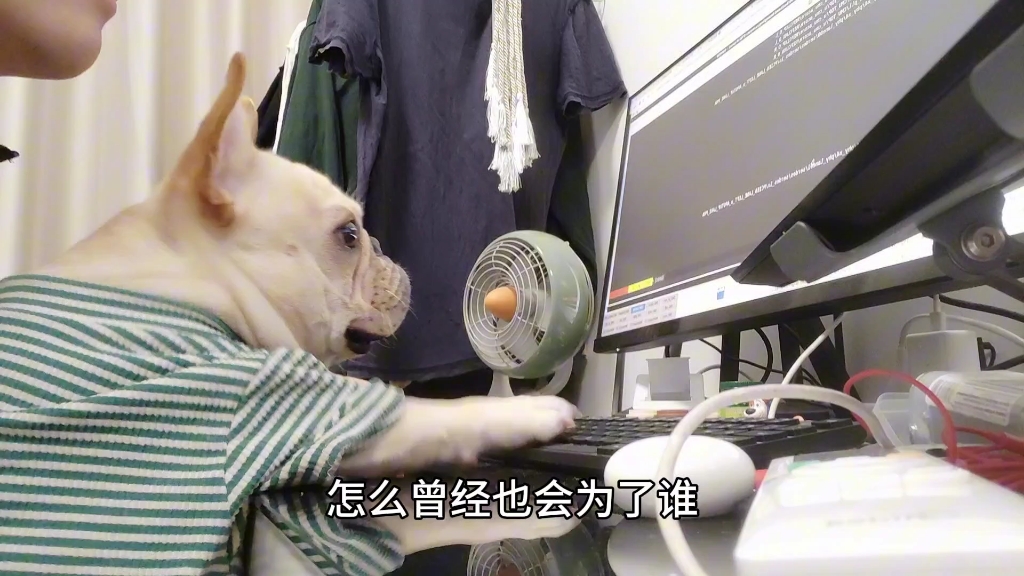 写代码的狗