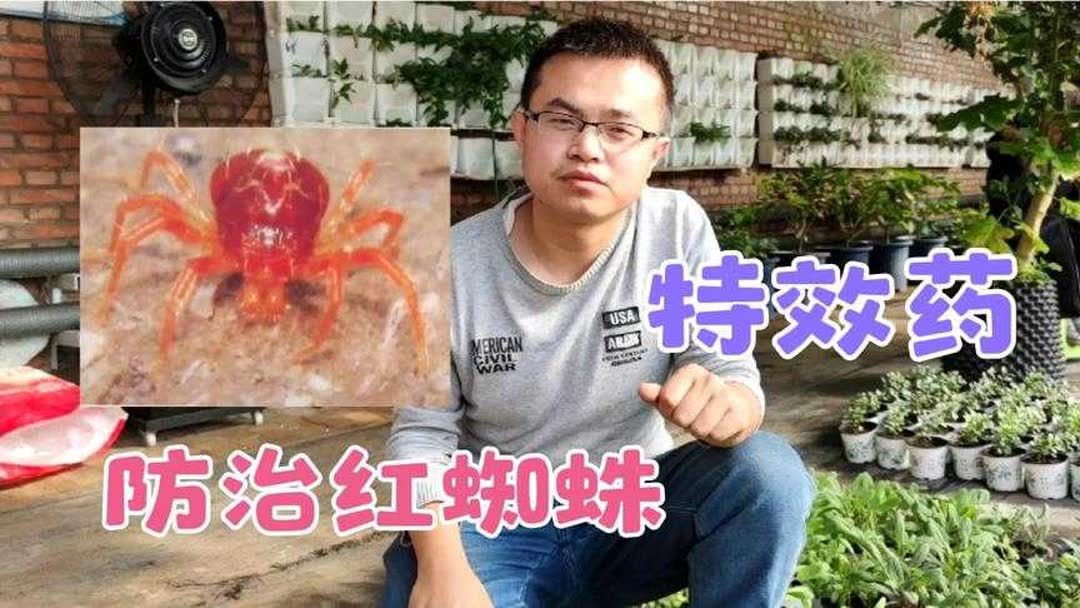 一种防治红蜘蛛的特效药,但如果使用不当,就会产生严重后果!