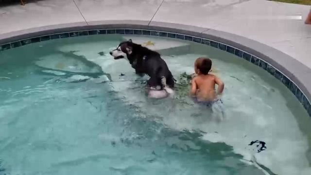   大狗和小主人游泳,小狗好奇的观望,一走神落入泳池