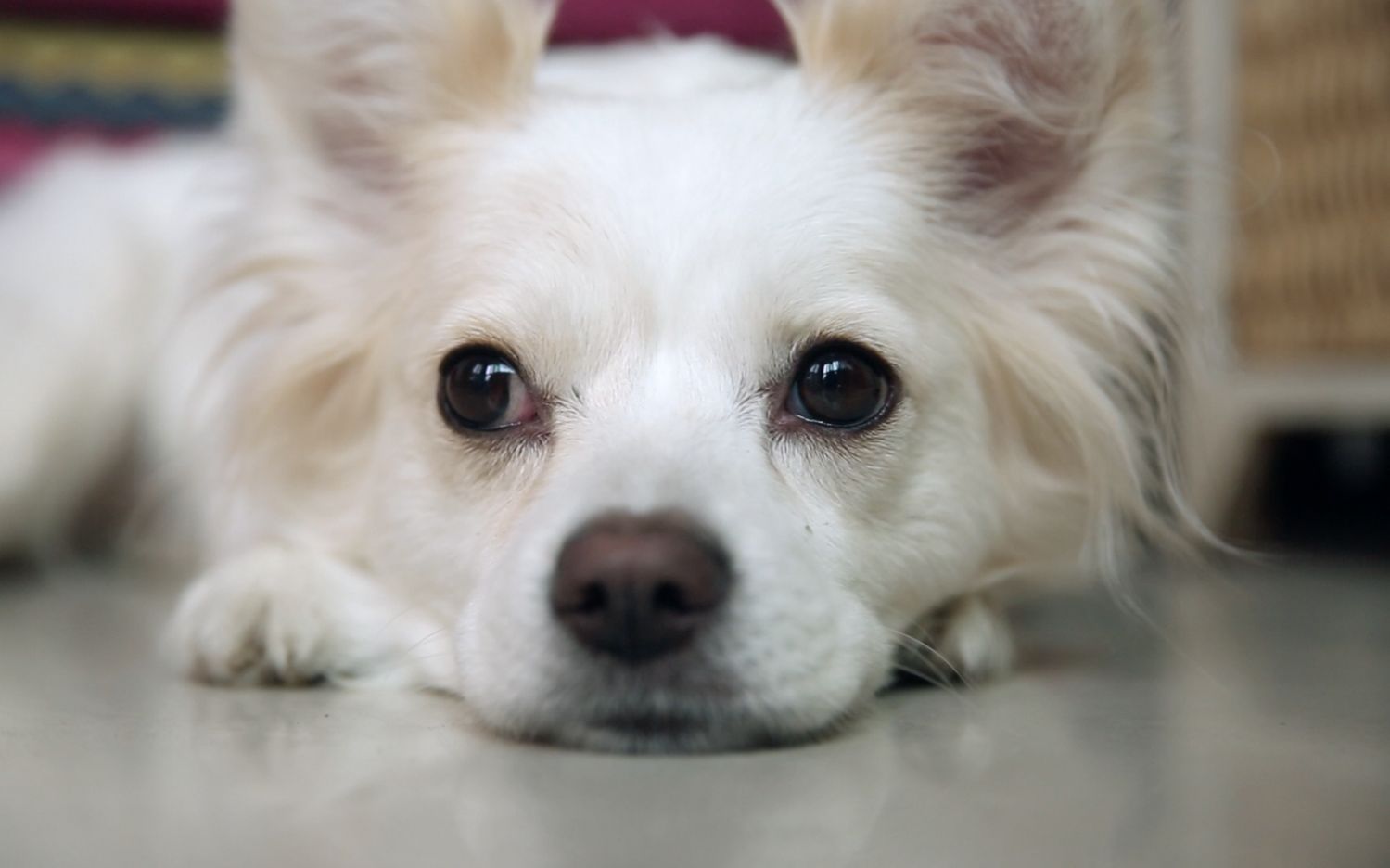 【壹奇·好物】第006期 读懂汪星人 它是如何做到的