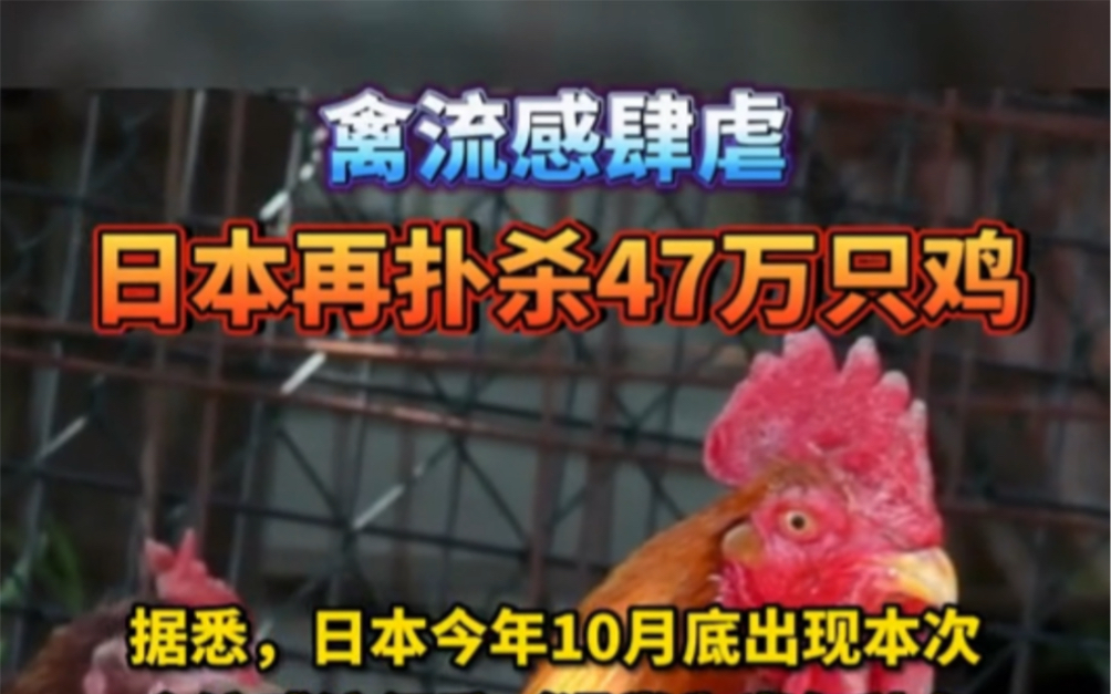 日本禽流感肆虐 再次捕杀47万只鸡 你怎么看?