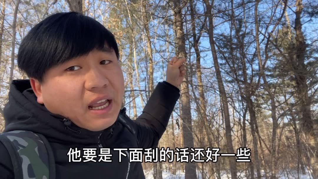 东北山区,采摘松子,每年都有摔伤摔死的,为何不佩戴安全绳?