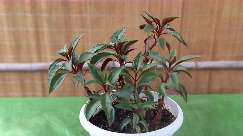 家养凤仙花要注意这“几点”