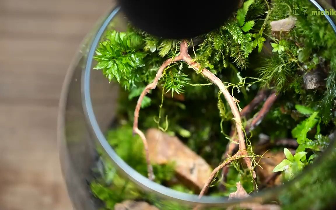 微景教程 | 他在微景观养护的时候顶部有一个盖子,这个盖子很关键,没有...