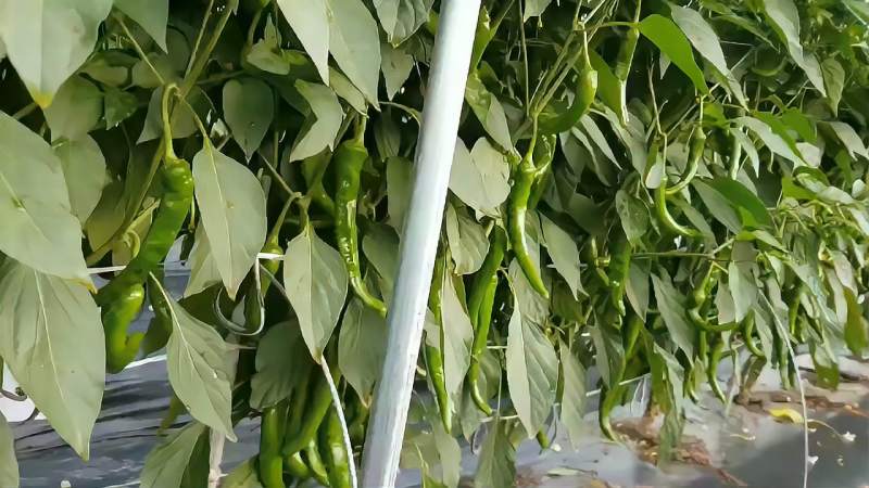 辣椒怎么种植,学会正确的管理方法,辣椒满枝都是产量多