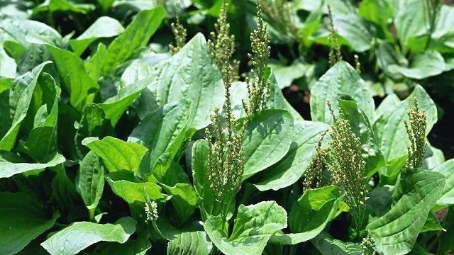 农村杂乱的车前草,2种做法收获4个好处,别再当野草扔掉了
