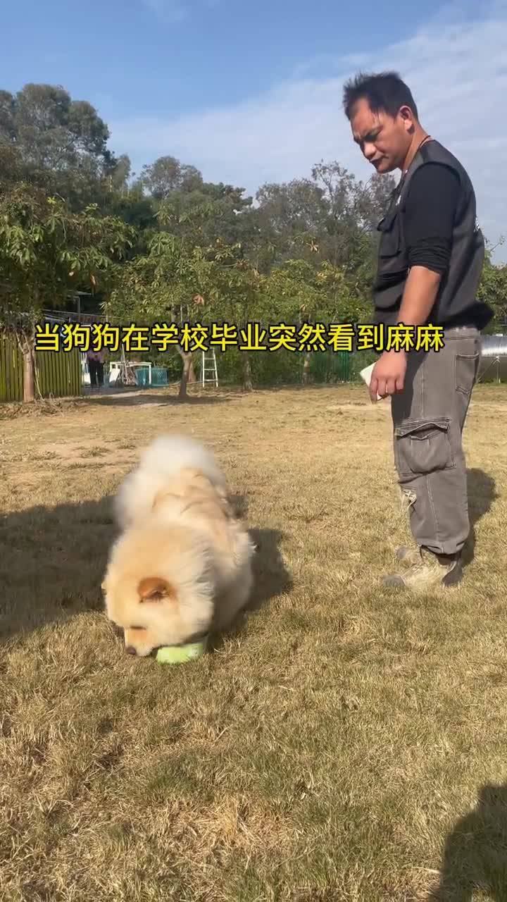 当狗狗在训犬学校毕业