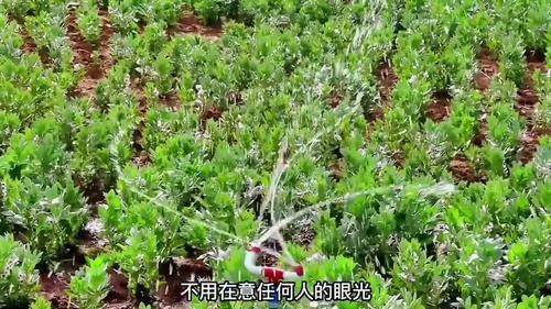 ...自制了这个自动浇灌装置,迎来了村里媒体的围观。解决了人工浇水的...