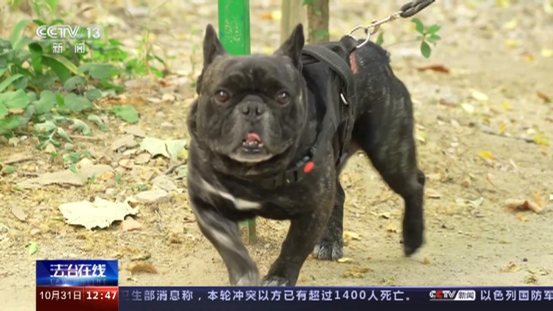 [法治在线]法治封面 恶犬伤人不断,文明养犬为何这么难?