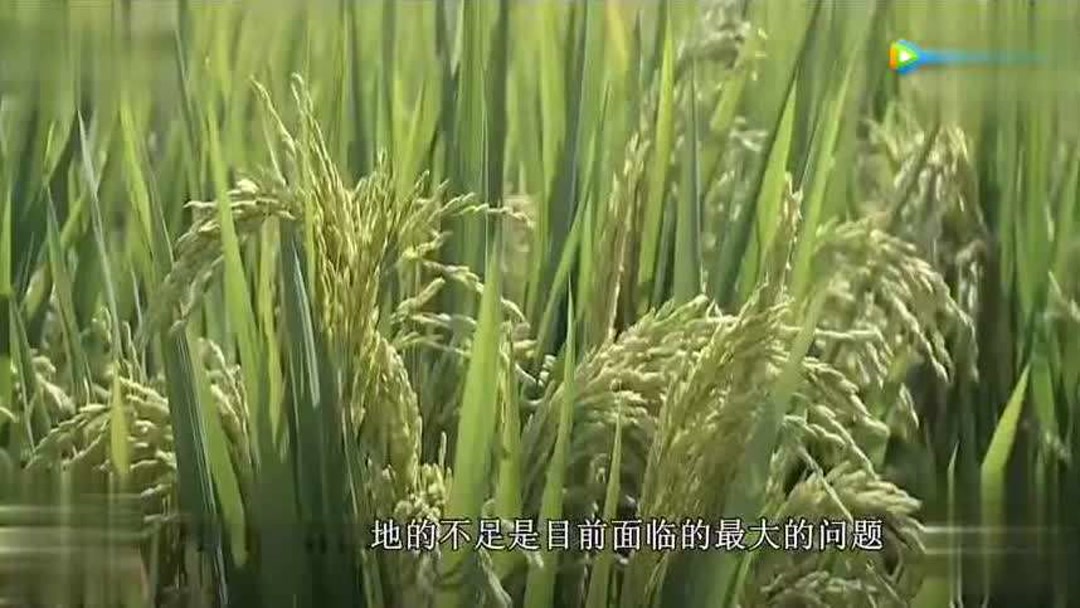 中国成功种植出巨人稻米,稻谷高22米,袁隆平表示非常满足了!
