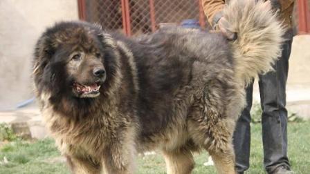 浴血的厮杀,凶猛藏獒不敌高加索被瞬间打倒在地