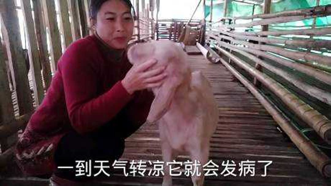 难道羊也有支气管炎?怎么办啊