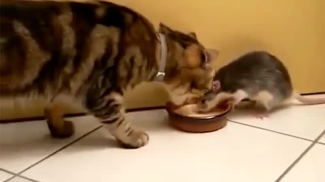 现实版猫和老鼠的各种有趣瞬间,小猫被老鼠捉弄,一个盆吃饭