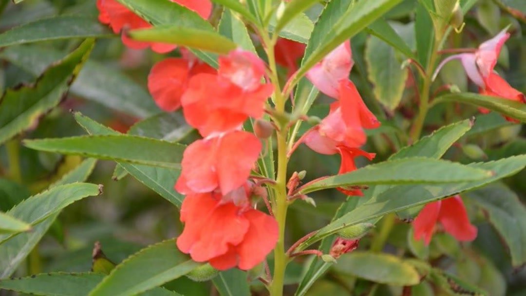 农村的凤仙花,想不到竟有如此神奇的用途,别再把它当花养了