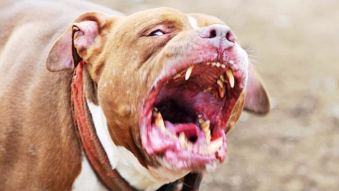 6种极具攻击性的战斗犬种