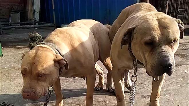 “战神”比特犬太凶狠了,看这张脸就知道打架无数