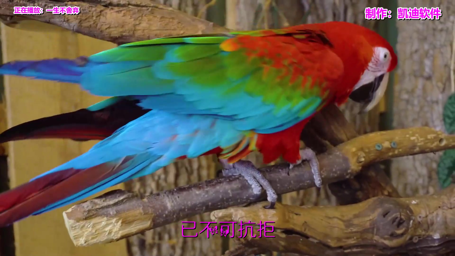 ...《梦的翅膀受了伤(强拍重奏DJ版)》欣赏,mv视频怎么制作用什么软件