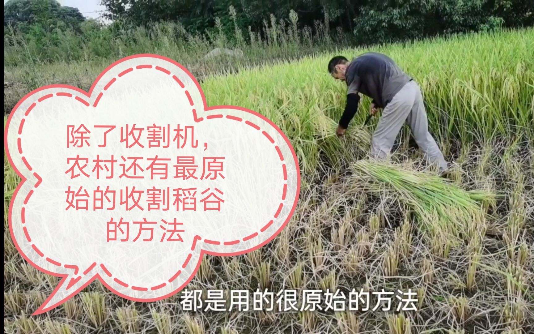 ...用原始手工的方法收割稻谷,依旧熟悉,也依旧累,比收割机收要辛苦很多