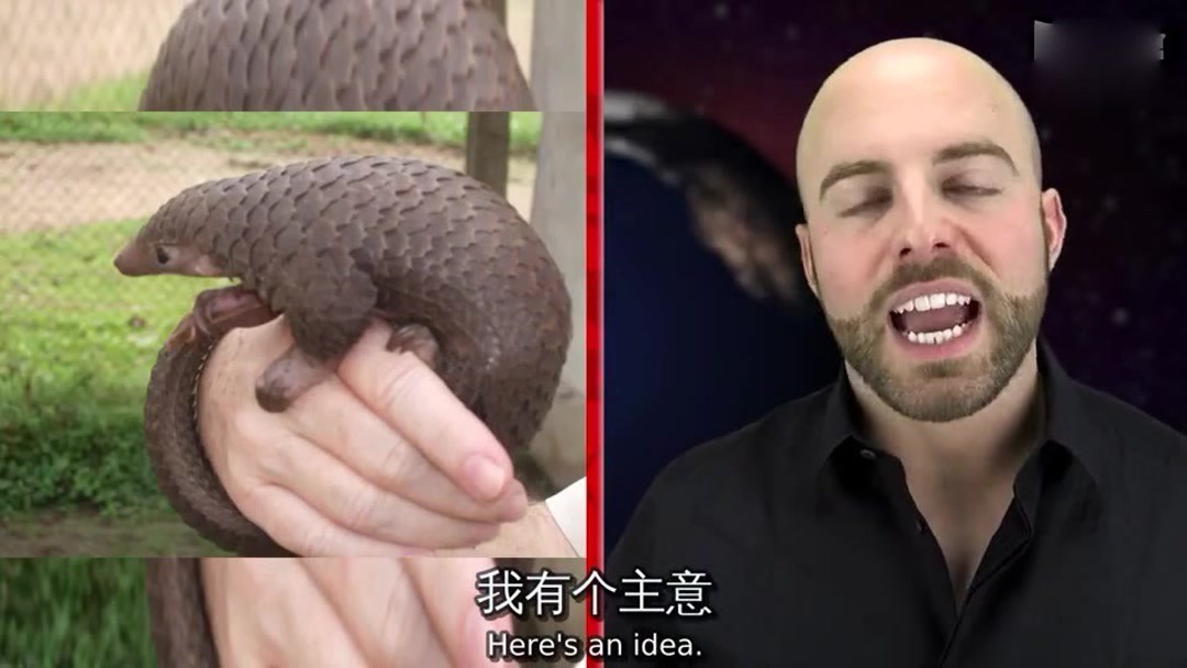 10种即将灭绝的神奇动物!