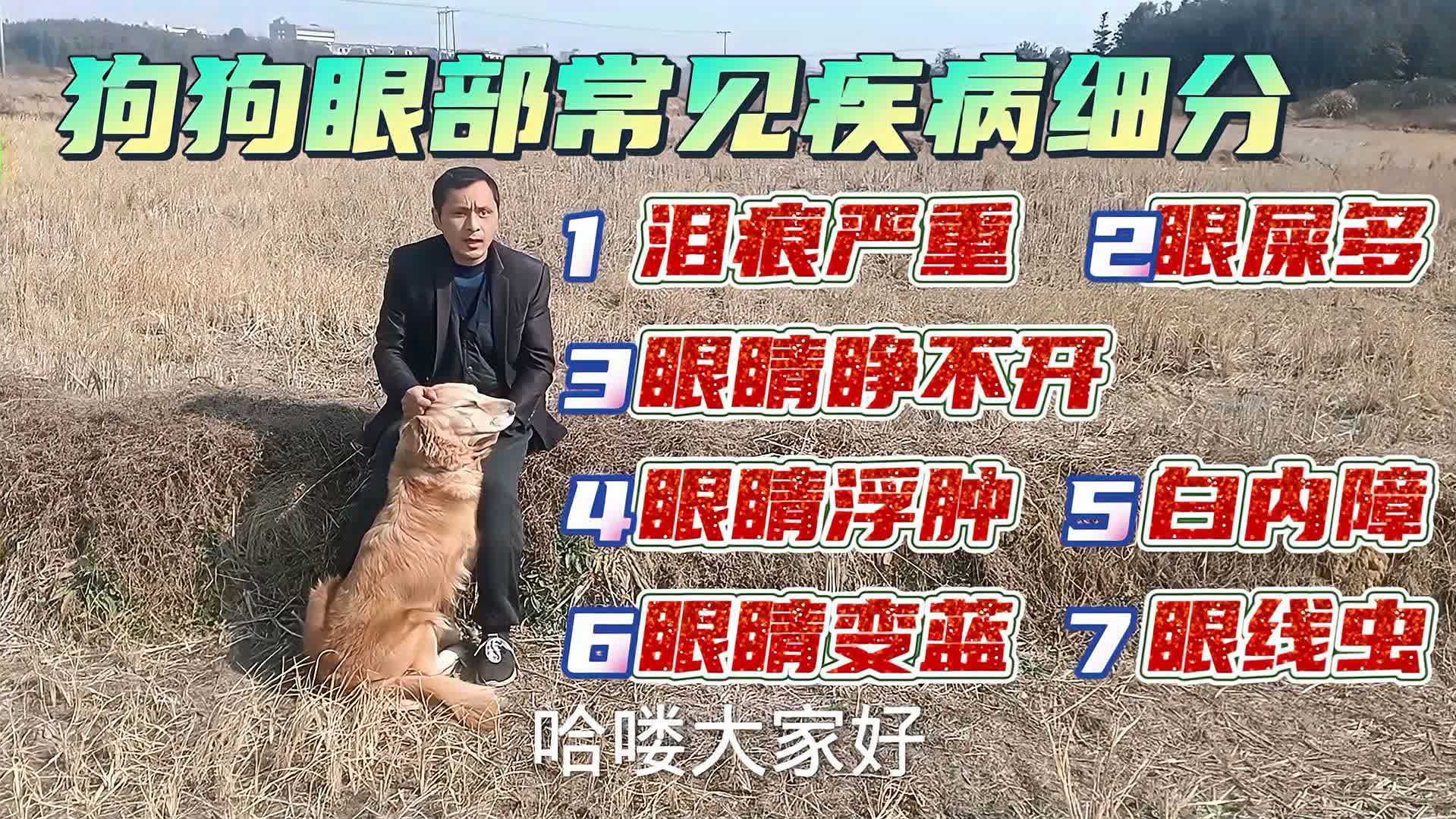 狗狗常见眼疾有哪些?如果有以上7种症状,经验+处方己备好