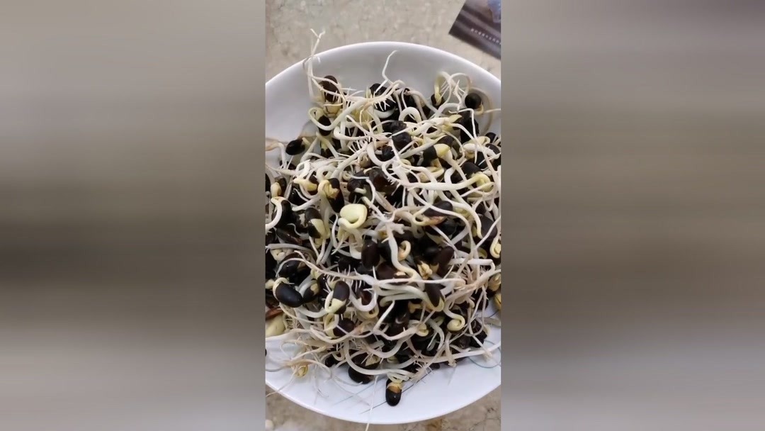 矿泉水瓶生豆芽第5天,黑豆虽然黑,豆芽颜值可高了呢,红豆芽继续成长...