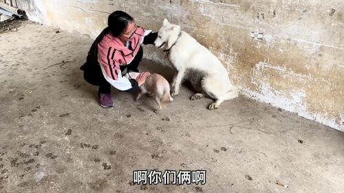 大狗跟小狗吵架,呲牙咧嘴嚣张至极,当它看到小狗发怒后立马怂了