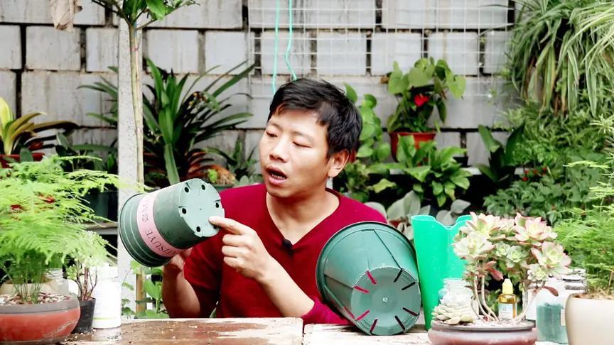 便宜的“青山”与“加仑”,哪个更适合新手,选对才能养好花!