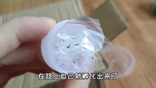 网购10条蚕宝宝和10颗蚕卵,没想到快递路上自己就破卵而出了