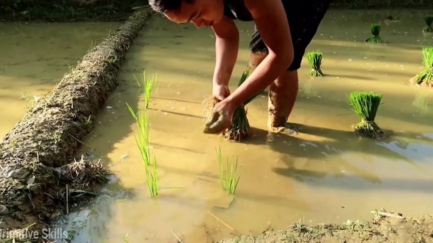 生存技能,如何种植我们常吃不腻的水稻