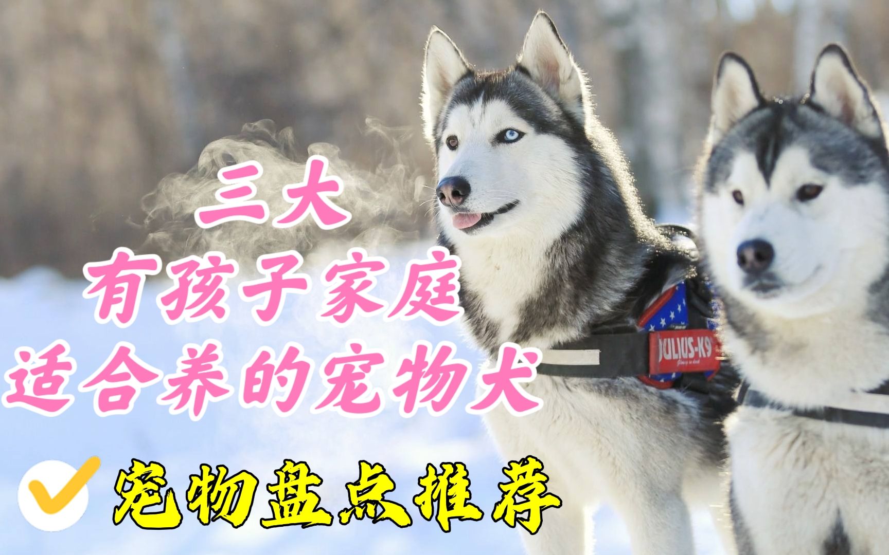 幸福家庭的养犬手册,三大有孩子家庭适合养的宠物犬