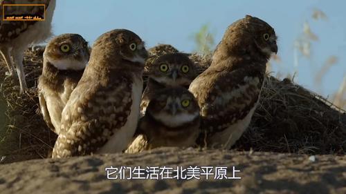 模仿大师,看过的最萌的鸟