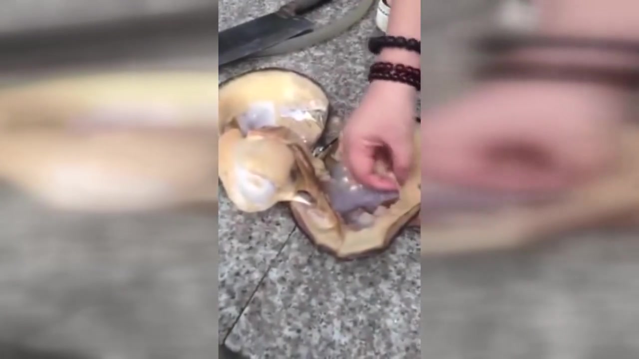 实拍打开蚌壳里面发现超多珍珠